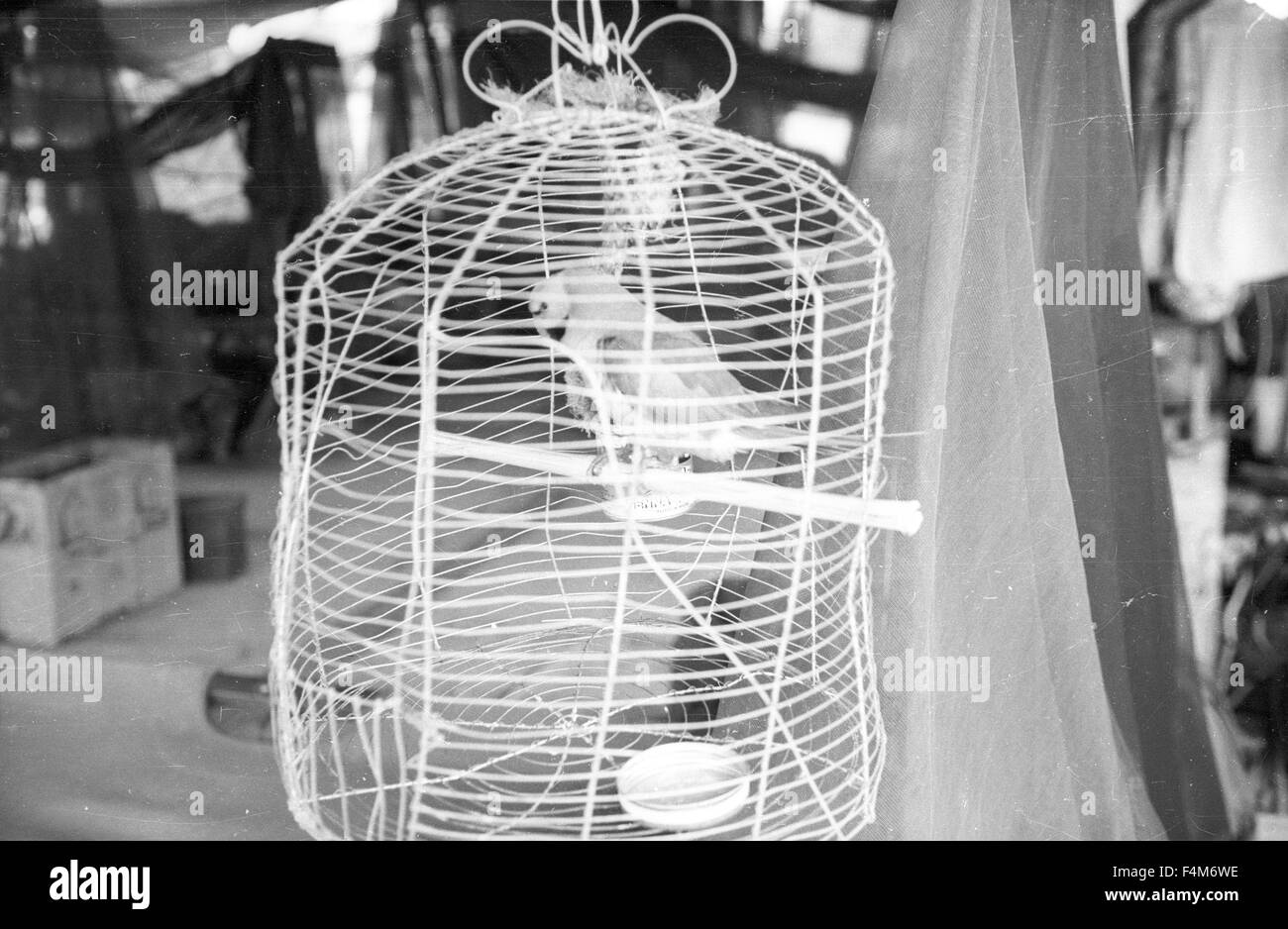 Pet bird at a First Infantry Division base camp in 1965 during the ...