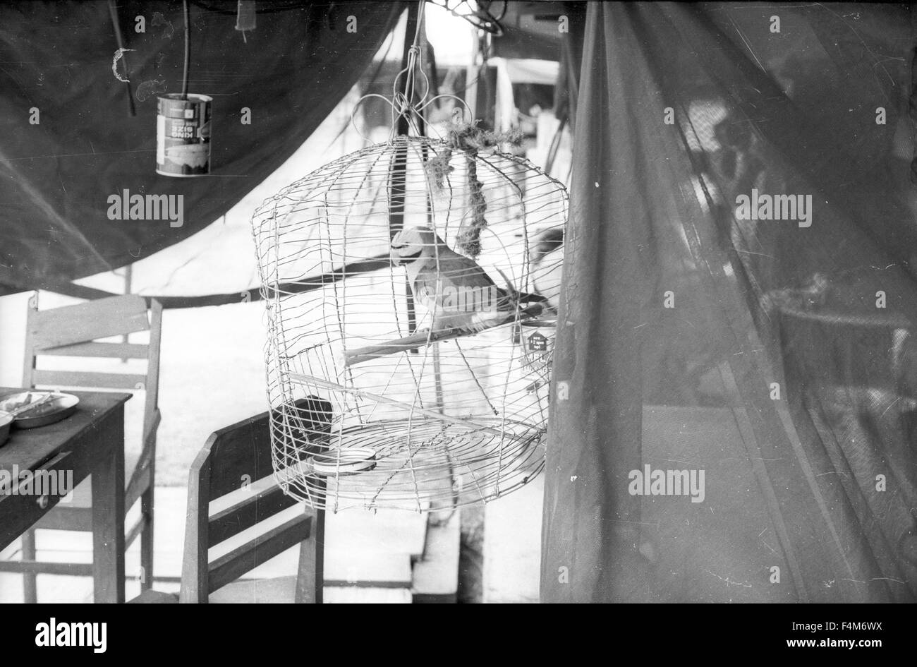 Pet bird at a First Infantry Division base camp in 1965 during the ...