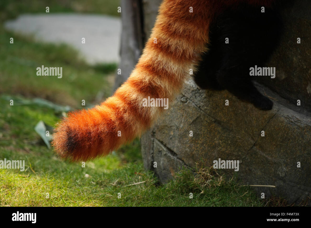 Red panda fluffy tail Stock Photo - Alamy