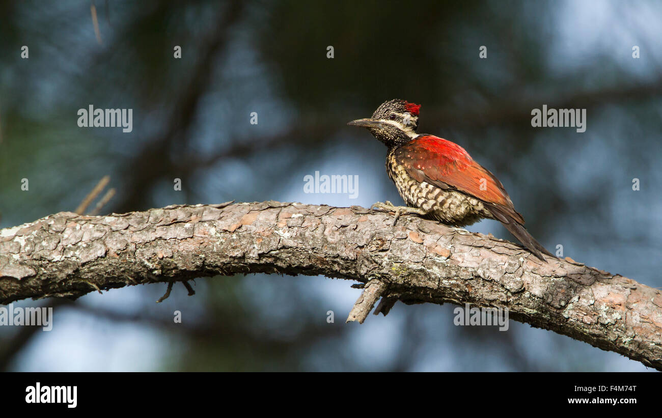 Black-rumped flameback specie Dinopium benghalense subspecie psarodes ...