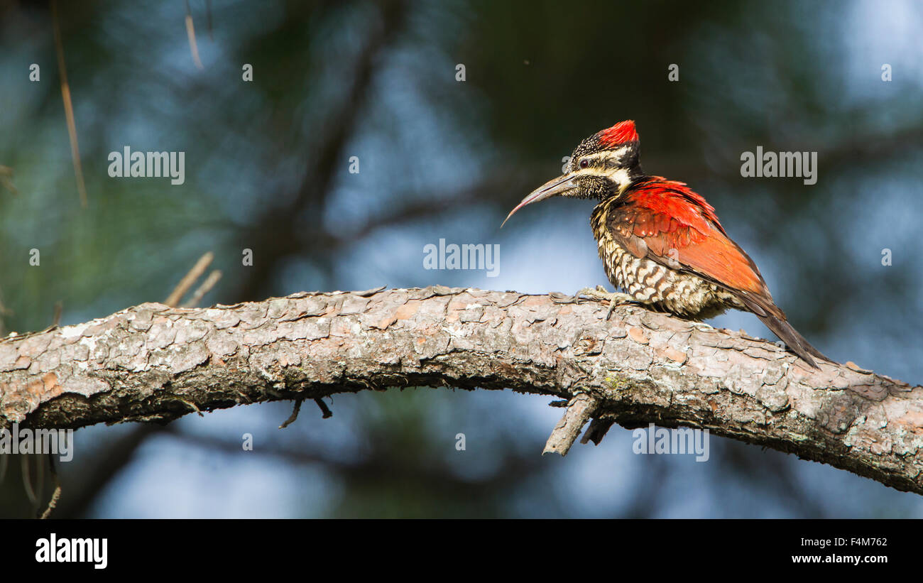 Black-rumped flameback specie Dinopium benghalense subspecie psarodes ...