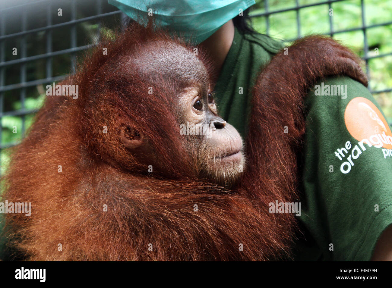 Sumatranorangutanconservationprogram