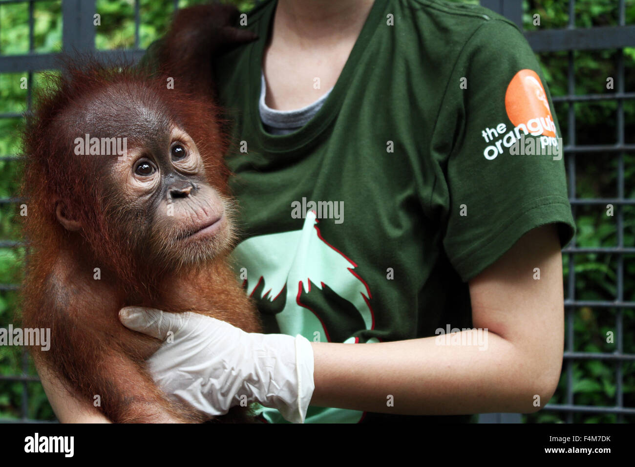 Sumatranorangutanconservationprogram