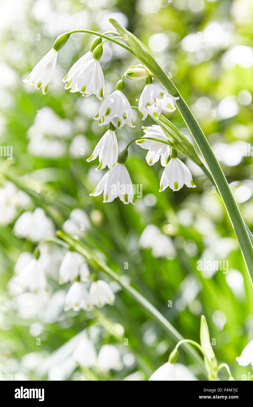 Three cornered Garlic (Leek) ( Allium triquetrum ) flower heads in ...