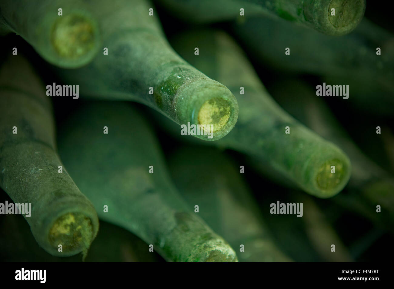 Cellar Compartment High Resolution Stock Photography and Images - Alamy