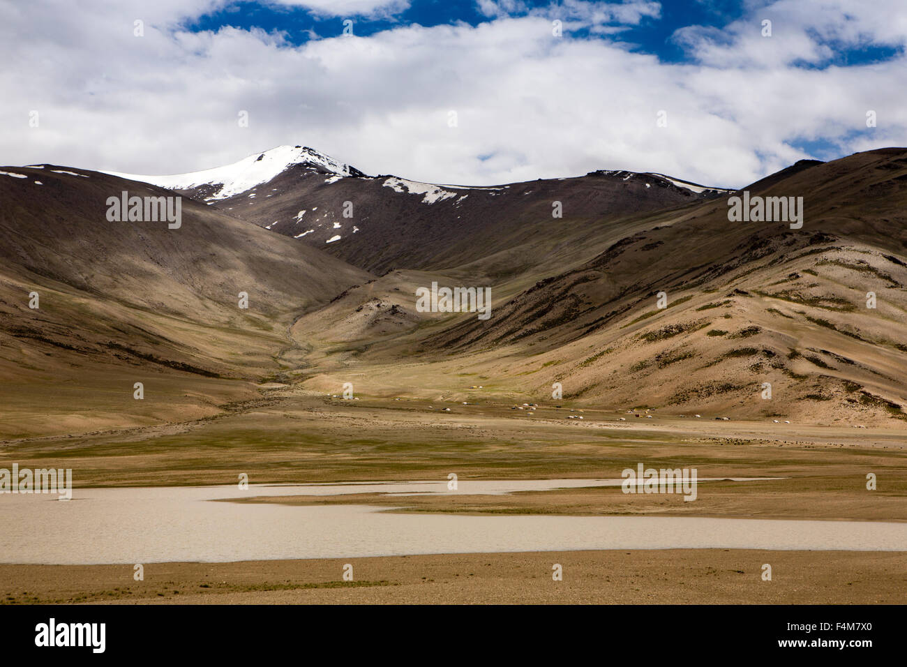 India, Jammu & Kashmir, Ladakh, High altitude, pasture near Taglang La ...