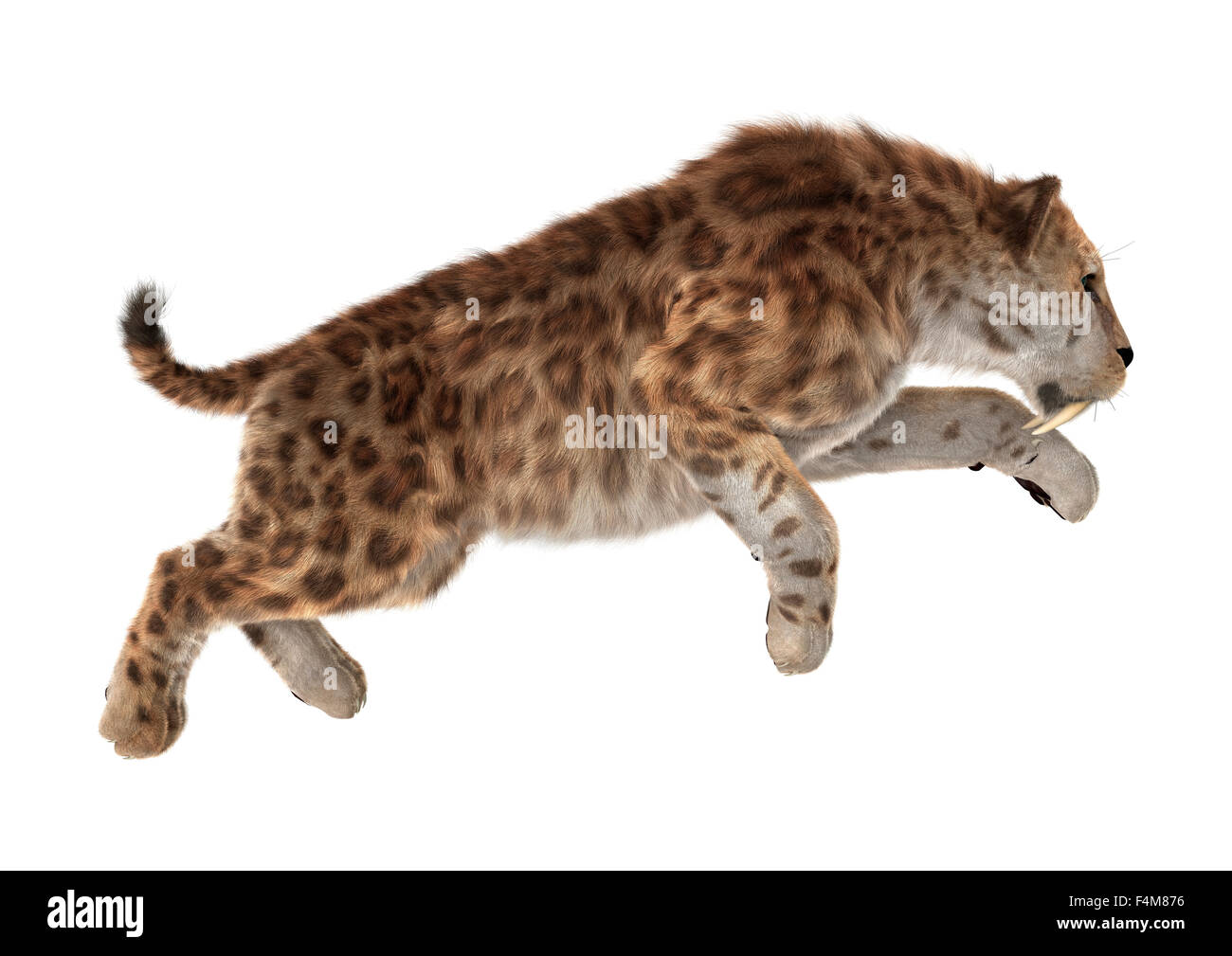 3D digital render of a big cat sabertooth isolated on white background ...