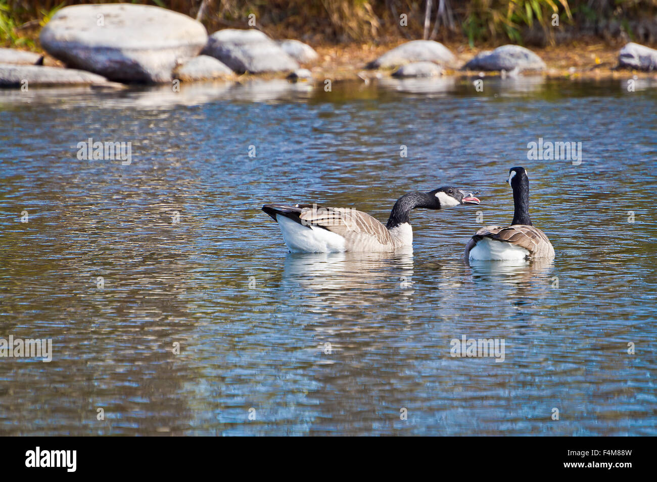 Canadian Goose becomes upset and makes his feelings known by honking at ...