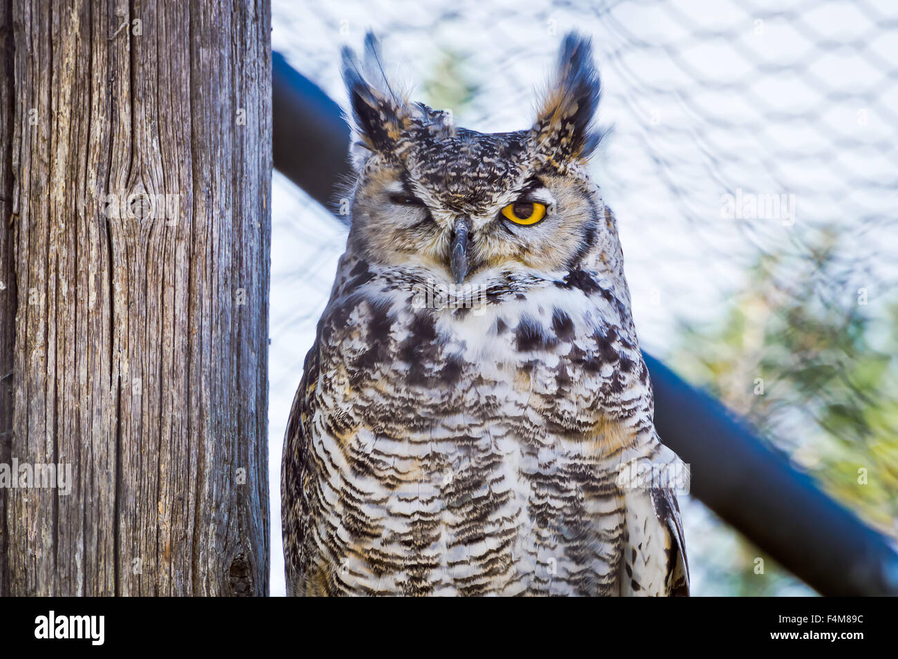 Great Horned Owl squinting one eye, or as I prefer to believe...winking ...