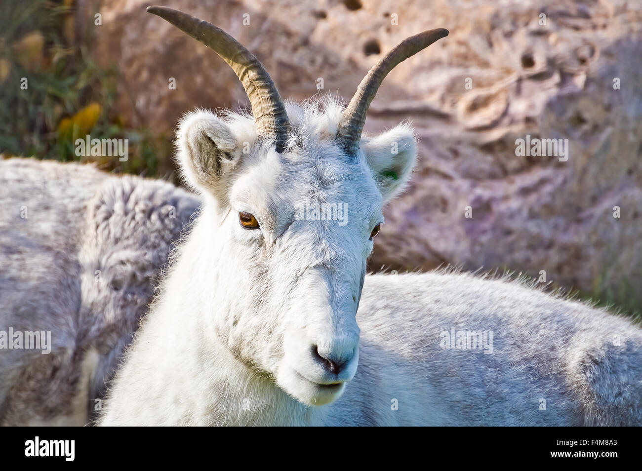Relaxed goat hi-res stock photography and images - Alamy