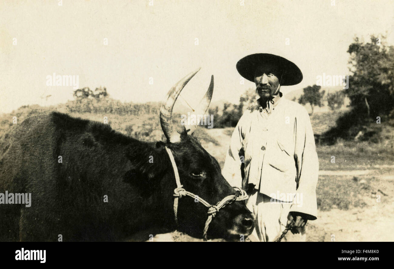 Chinese farmer with a ox Stock Photo - Alamy