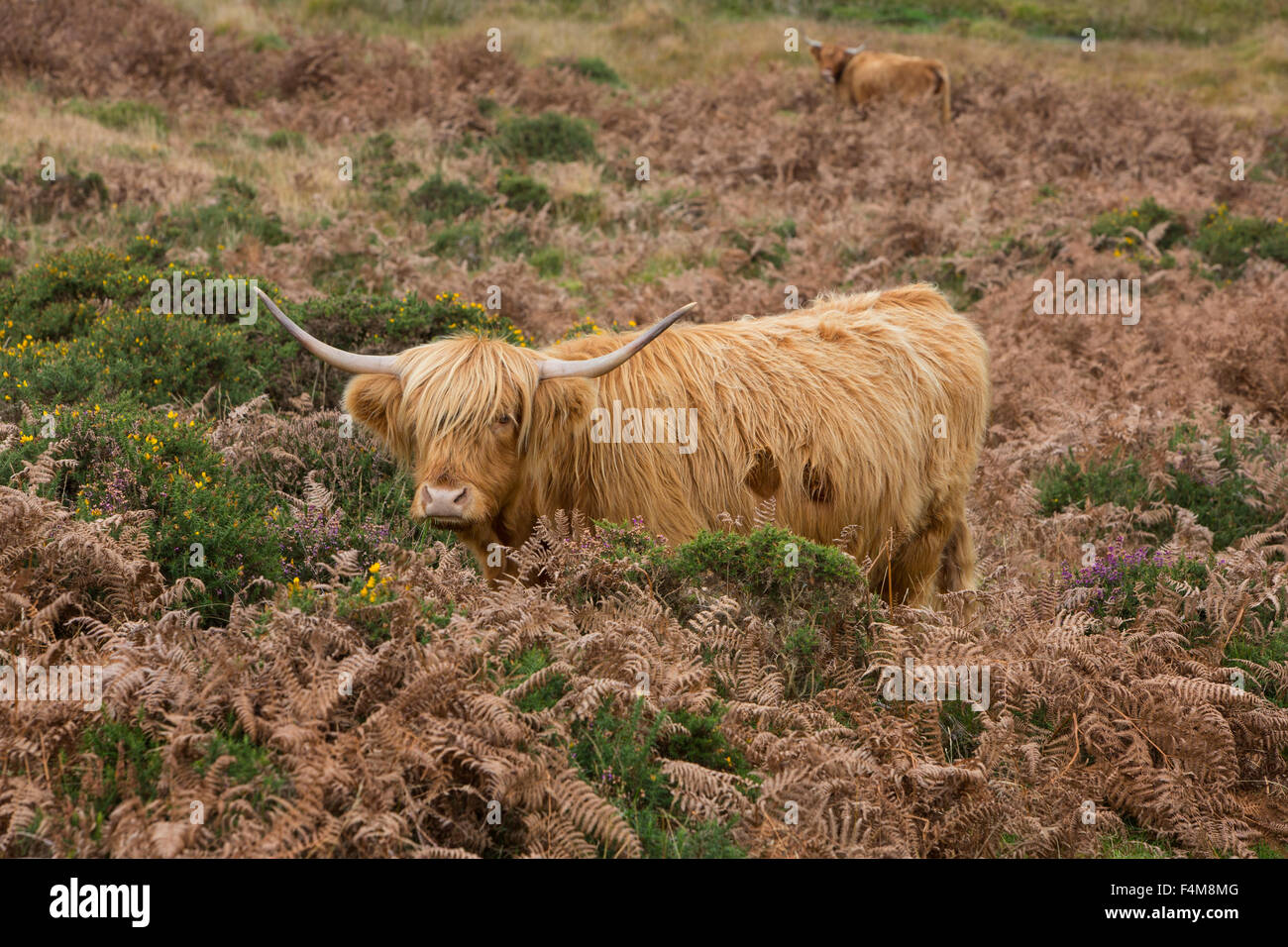 Longhorn cattle moorland hi-res stock photography and images - Alamy