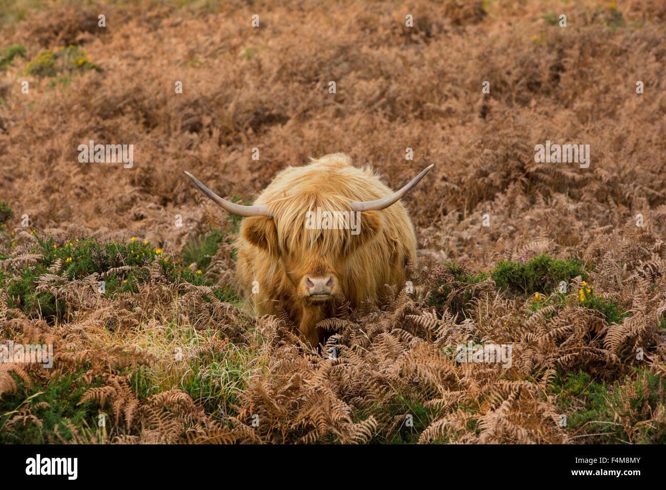 Highland cattle longhorn hi-res stock photography and images - Alamy
