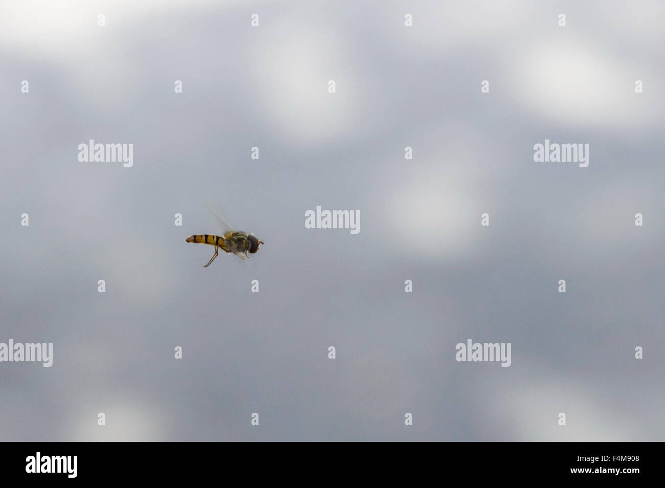 Hovers in breeze hi-res stock photography and images - Alamy