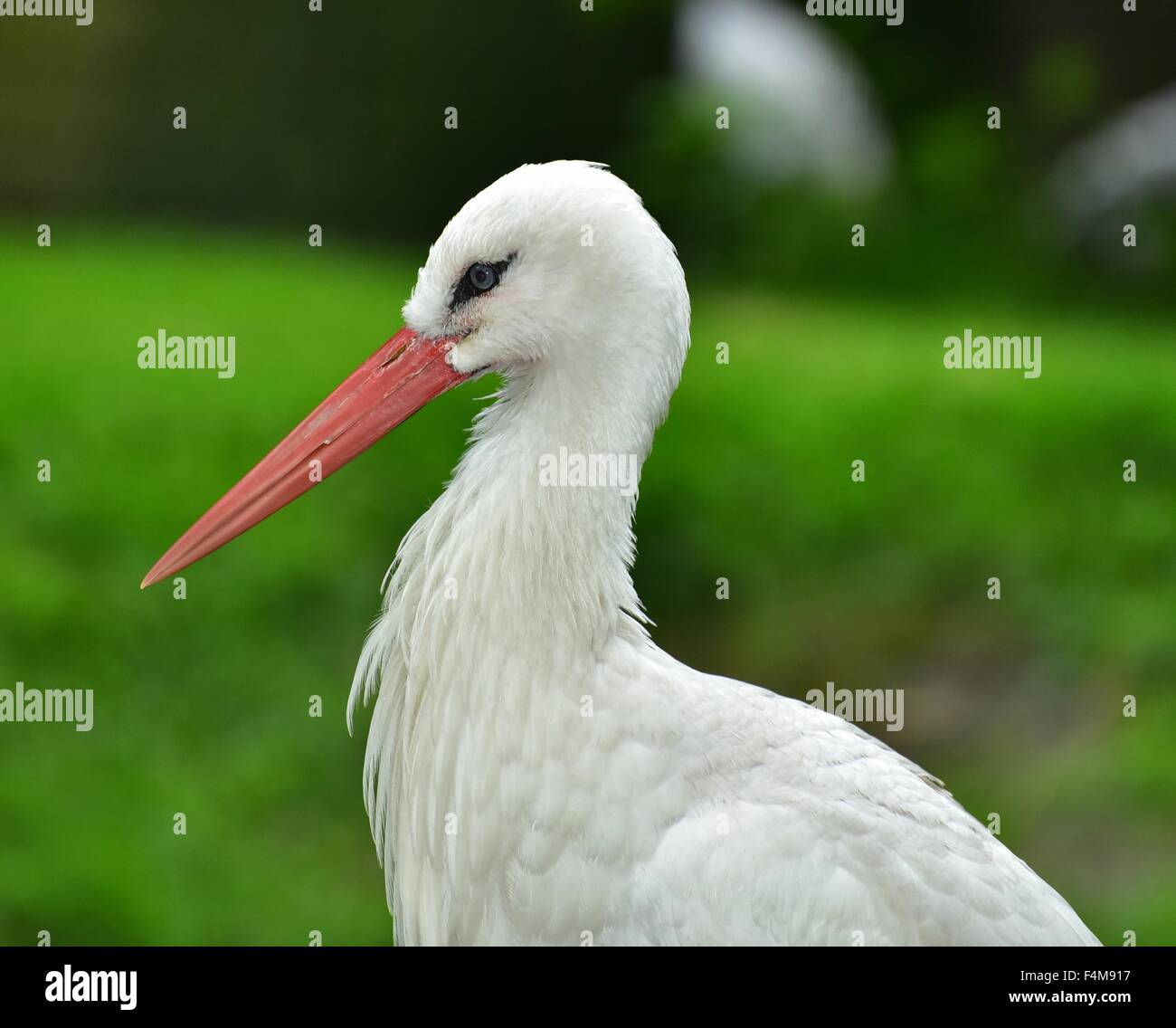 Storks Are Long Necked Wading Birds High Resolution Stock Photography ...