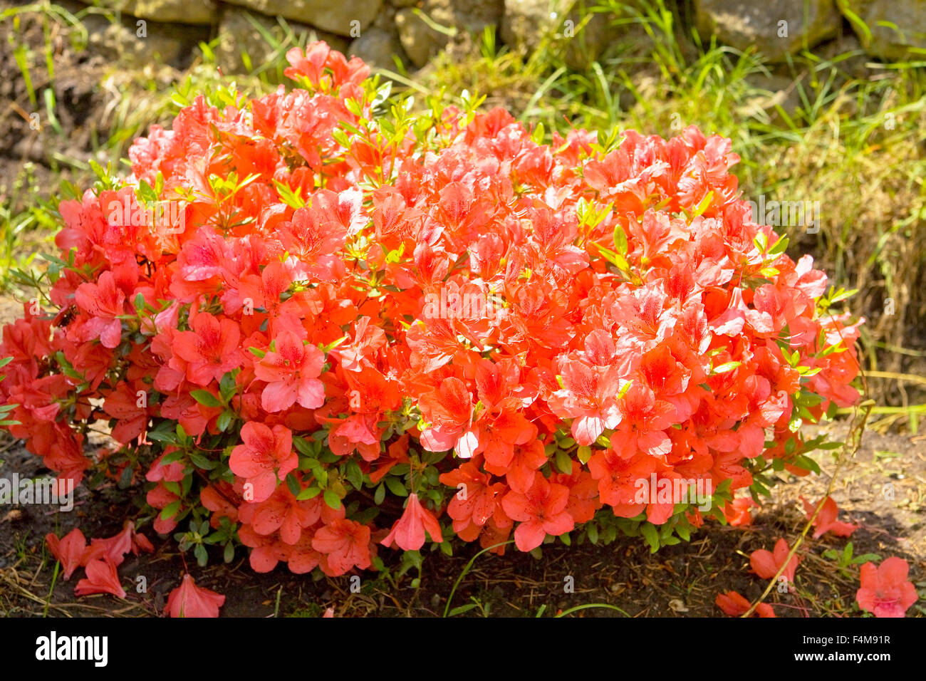 Red rhododendron shrub with many flowers Stock Photo - Alamy