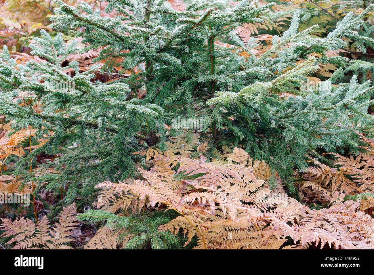 needles and ferns Stock Photo - Alamy