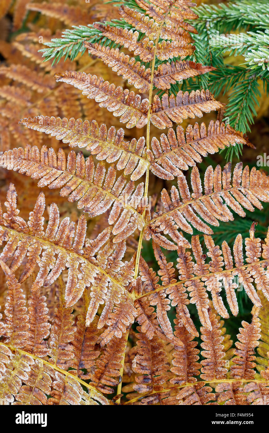 Frozen leaf of fern Stock Photo - Alamy