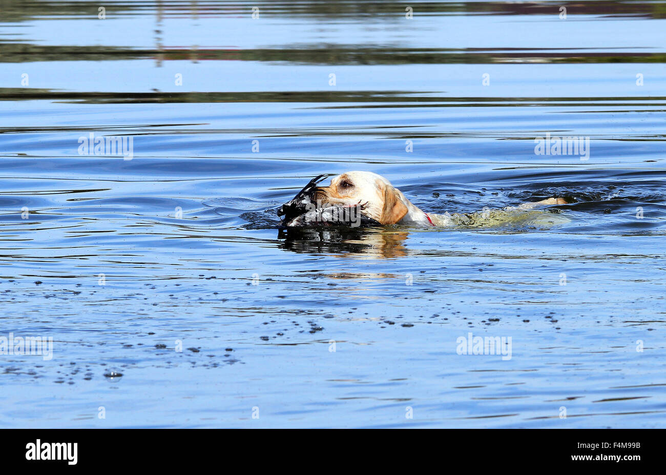 the young yellow Labrador retriever retrieving a duck in the pond Stock ...