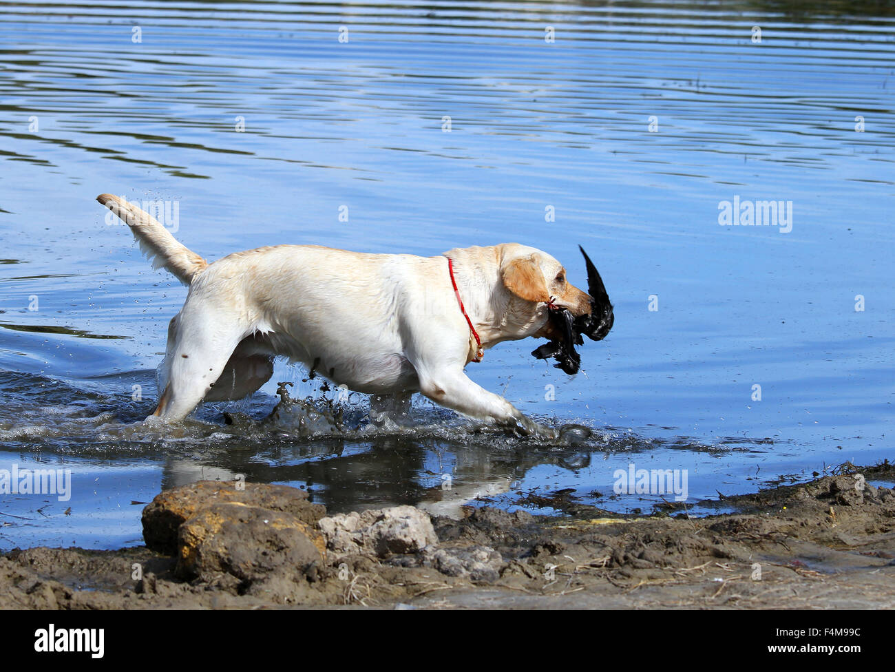 a young yellow Labrador retriever retrieving a duck in the pond Stock ...