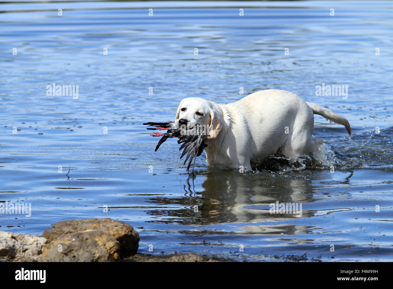 Black Lab Retrieving Duck Stock Photos & Black Lab Retrieving Duck ...