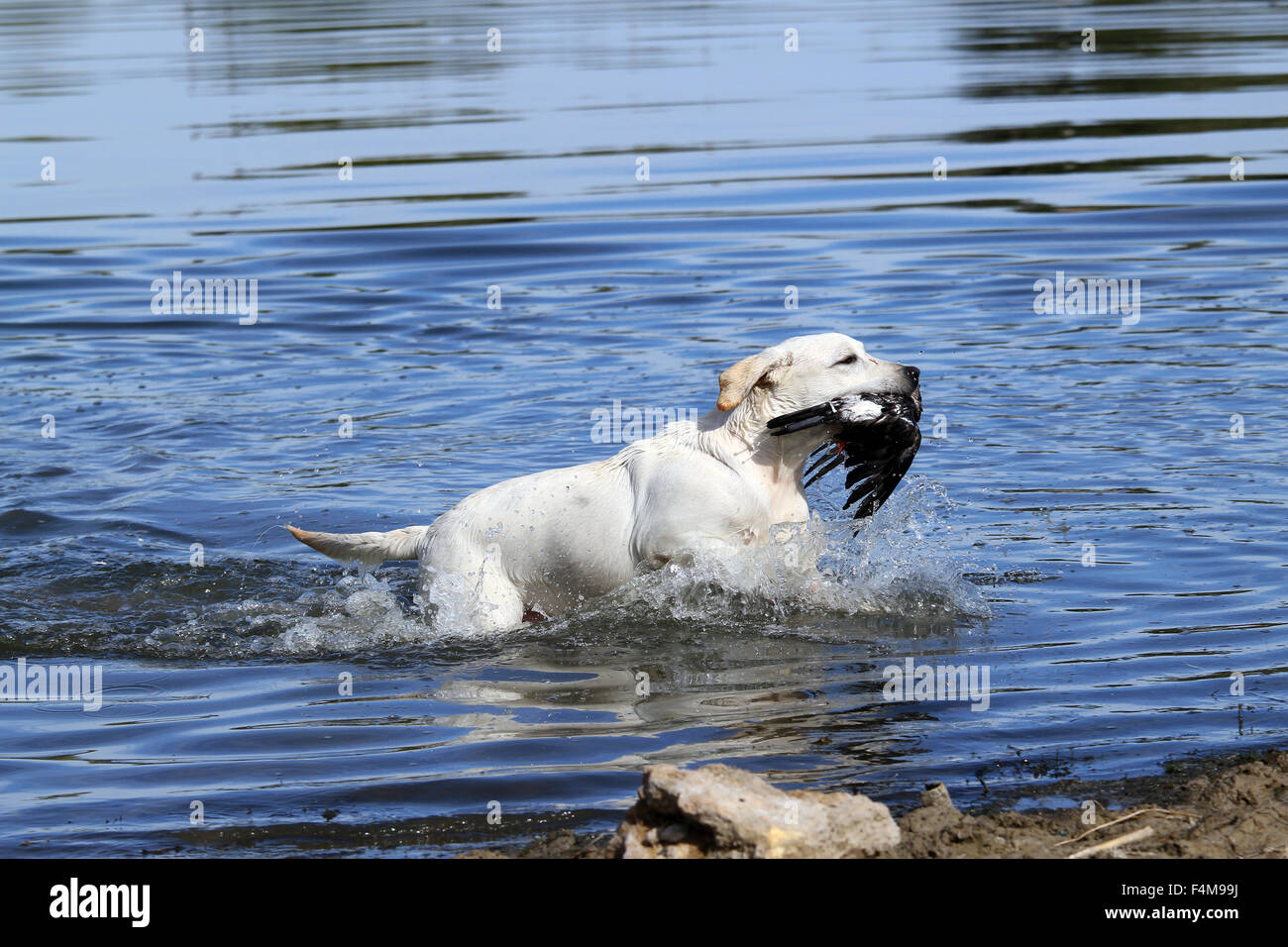 Black lab retrieving duck hi-res stock photography and images - Alamy