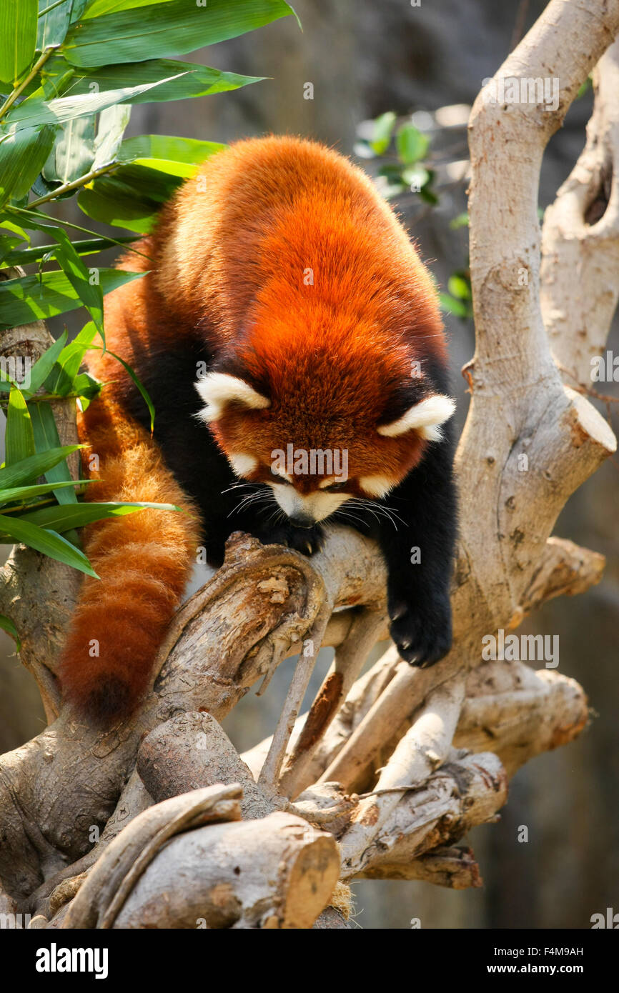 Red panda climbing on tree Stock Photo - Alamy