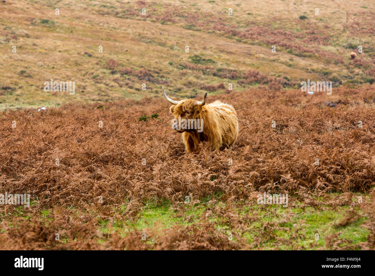 Highland Longhorn Cattle on Dartmoor Stock Photo - Alamy