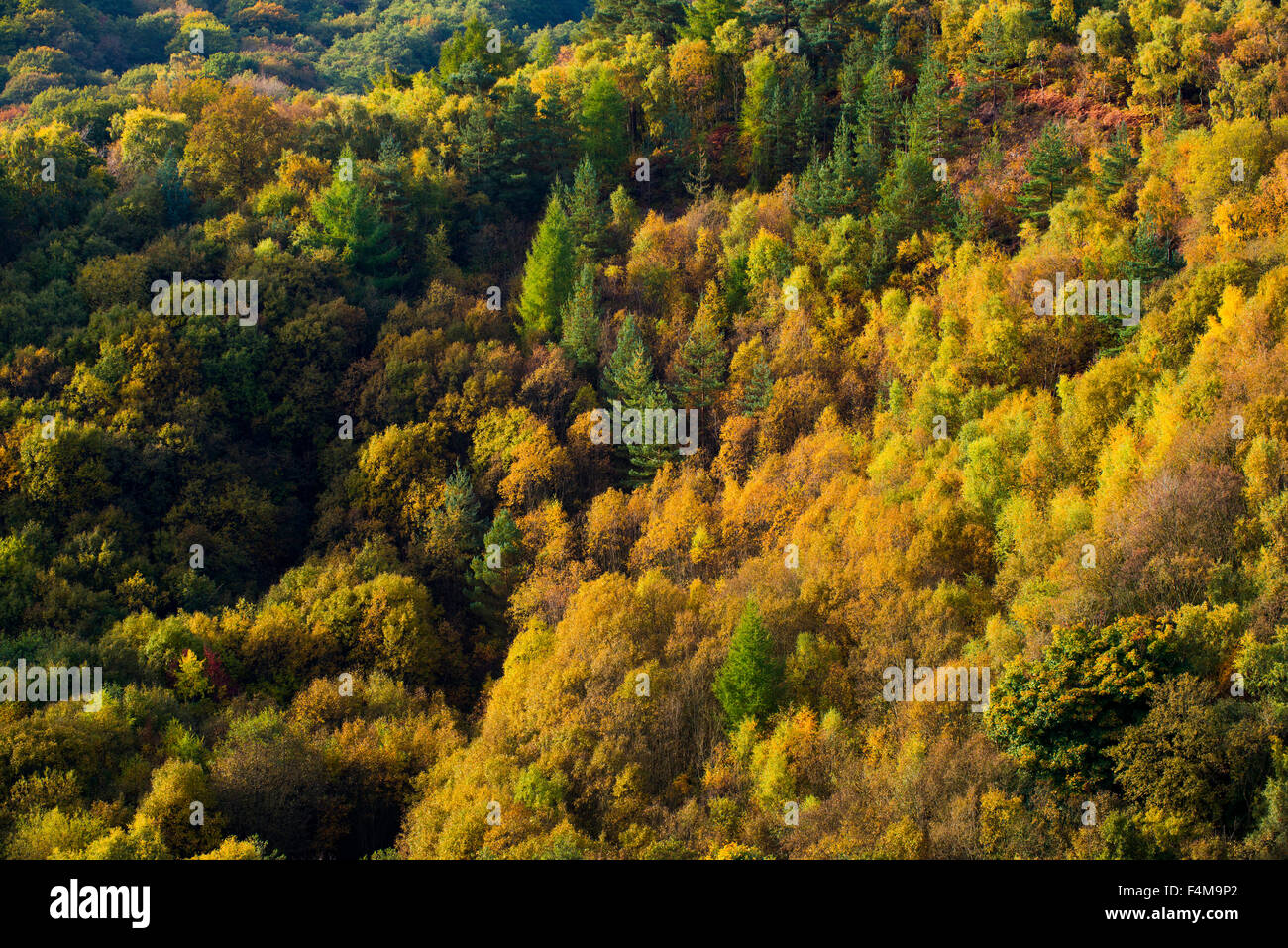 Autumn trees on the Wrekin hill in Shropshire, England, UK Stock Photo ...