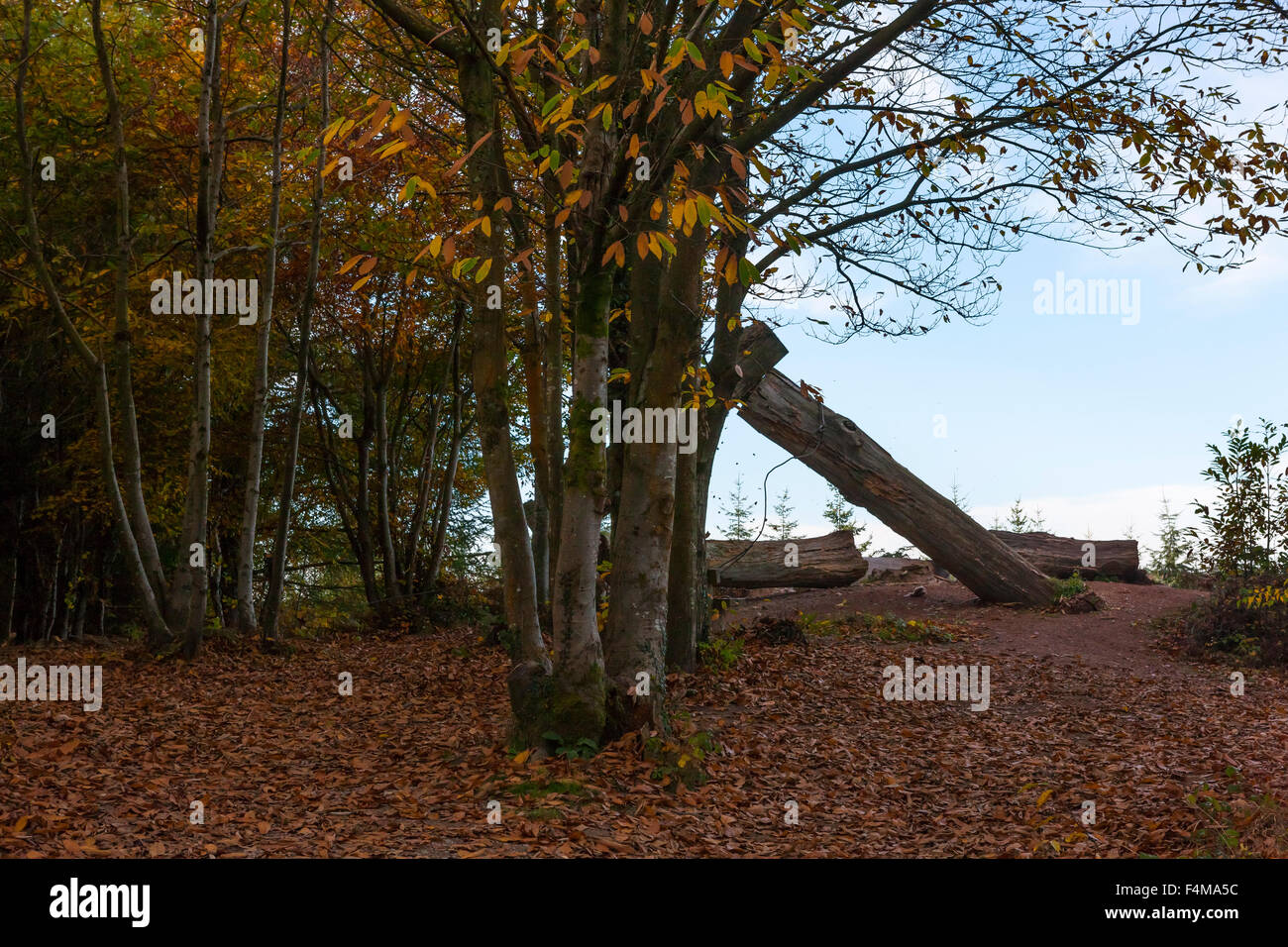 Forestofdean hi-res stock photography and images - Alamy