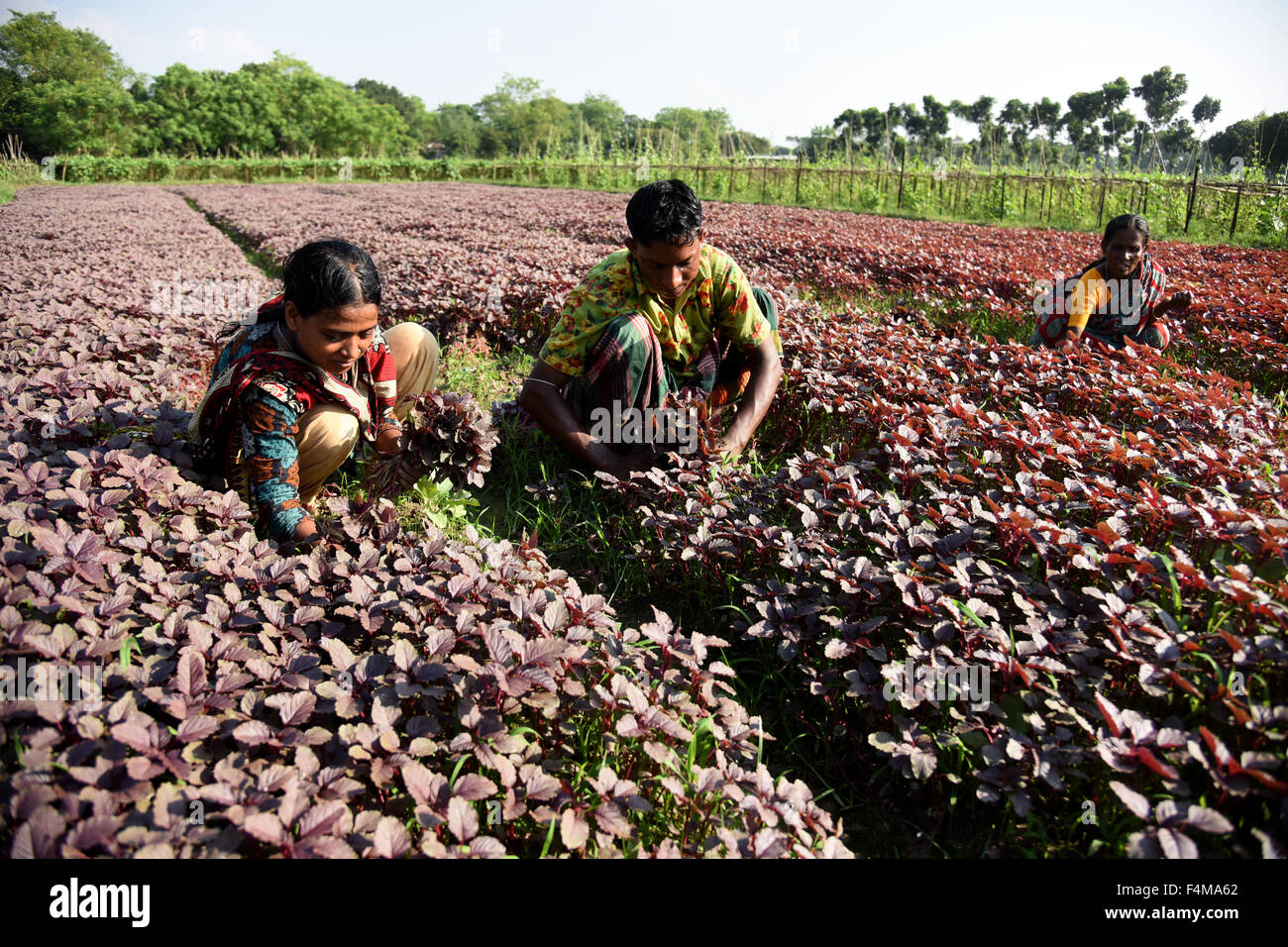 Bangladeshi agriculture labor works in the vegetable field at ...