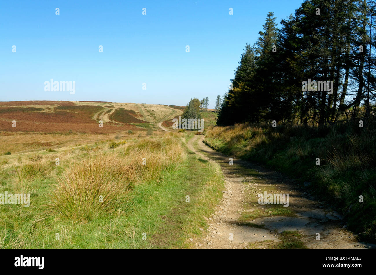 Footpath along the ancient Sengenydd Dyke, on hillside above the Aber ...