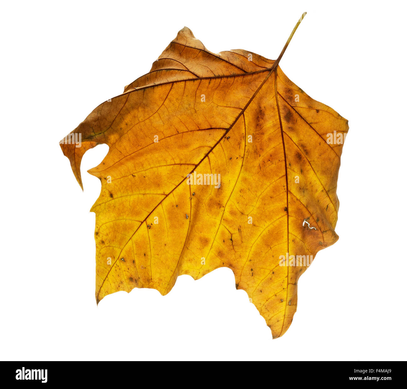 Leaf isolated on white background Stock Photo - Alamy