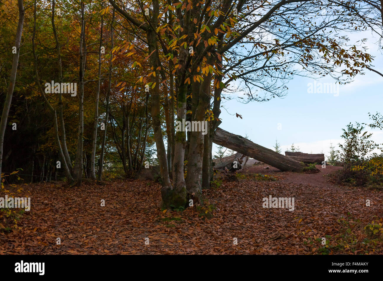 Forestofdean hi-res stock photography and images - Alamy