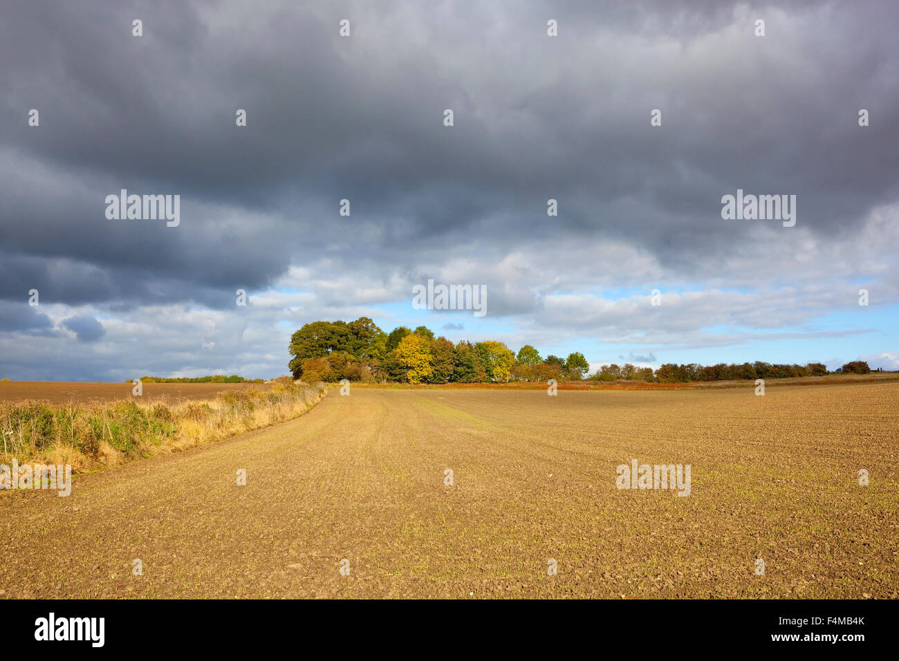 Trees woods stormy sky hi-res stock photography and images - Alamy