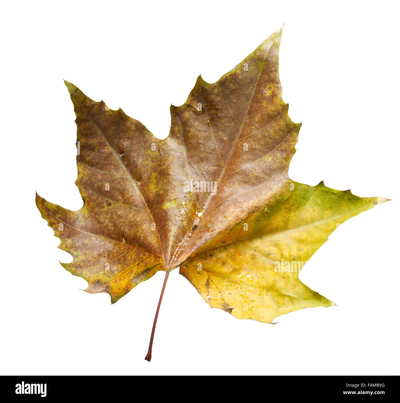 Leaf isolated on white background Stock Photo - Alamy