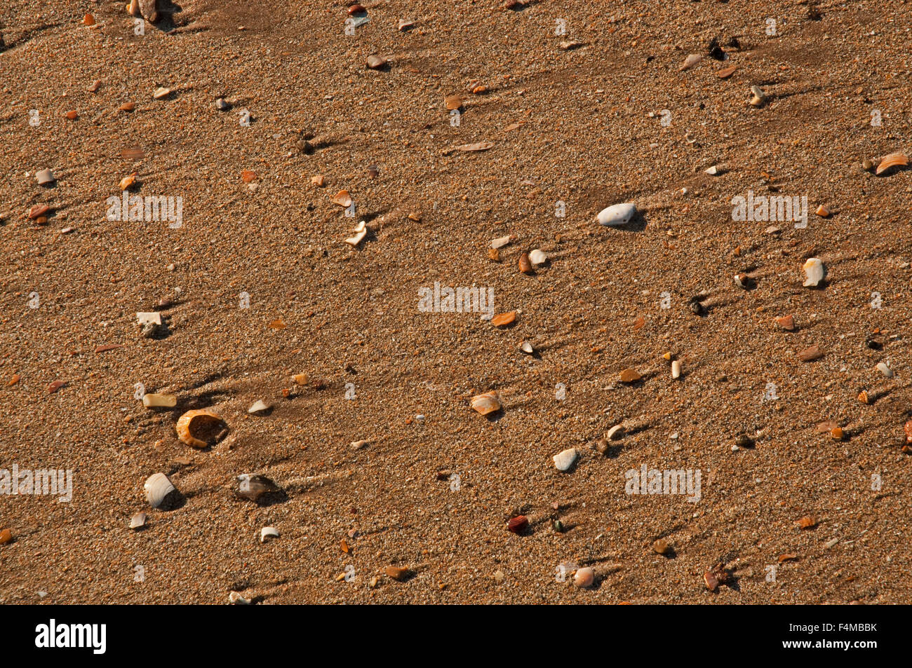 Beach with shells at Gullane Bay Stock Photo - Alamy