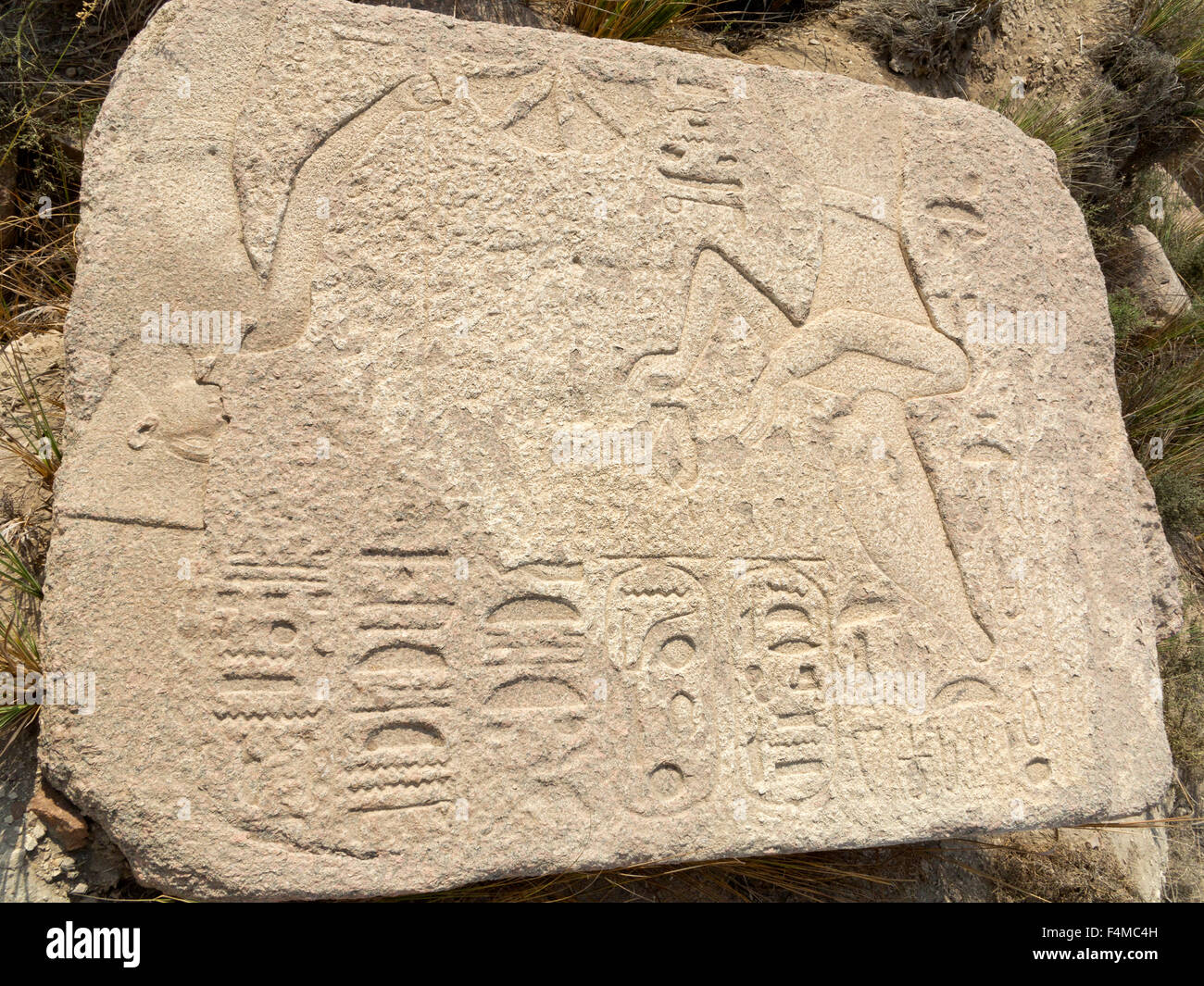 Ancient egyptian cat cemetery hi-res stock photography and images - Alamy