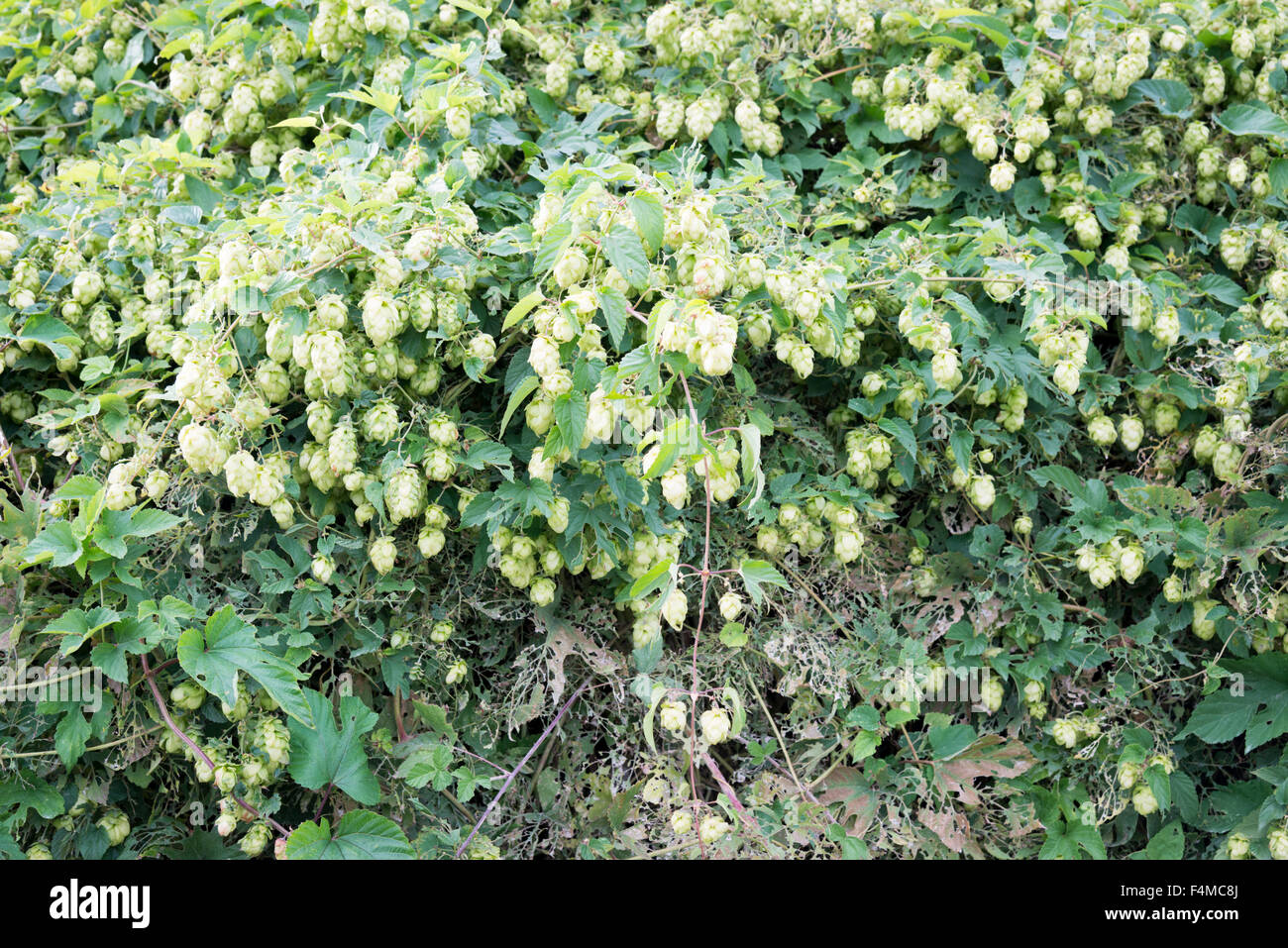 A hop plant growing on a wall in flower Stock Photo - Alamy