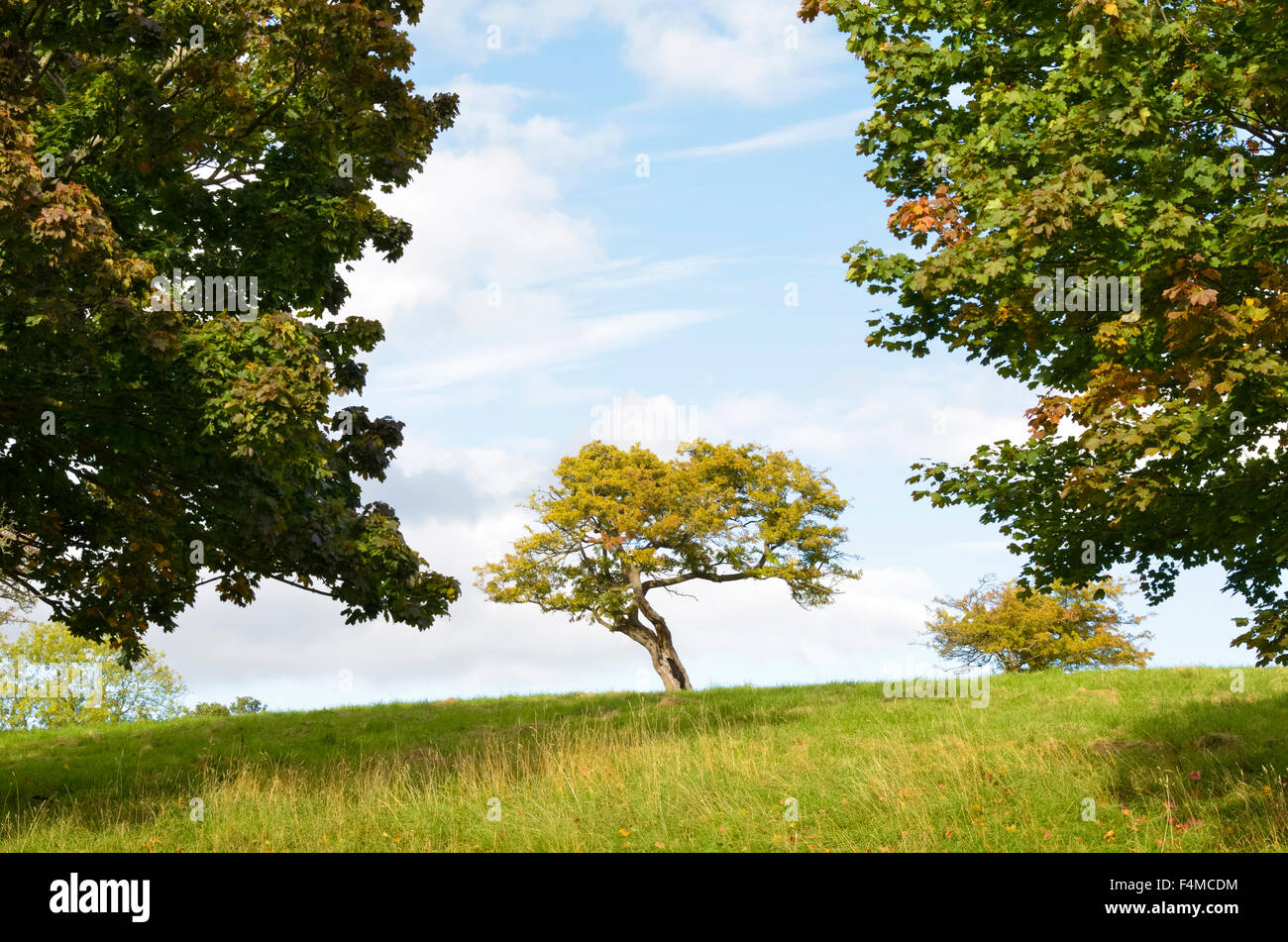 Hawthorn trees hi-res stock photography and images - Alamy