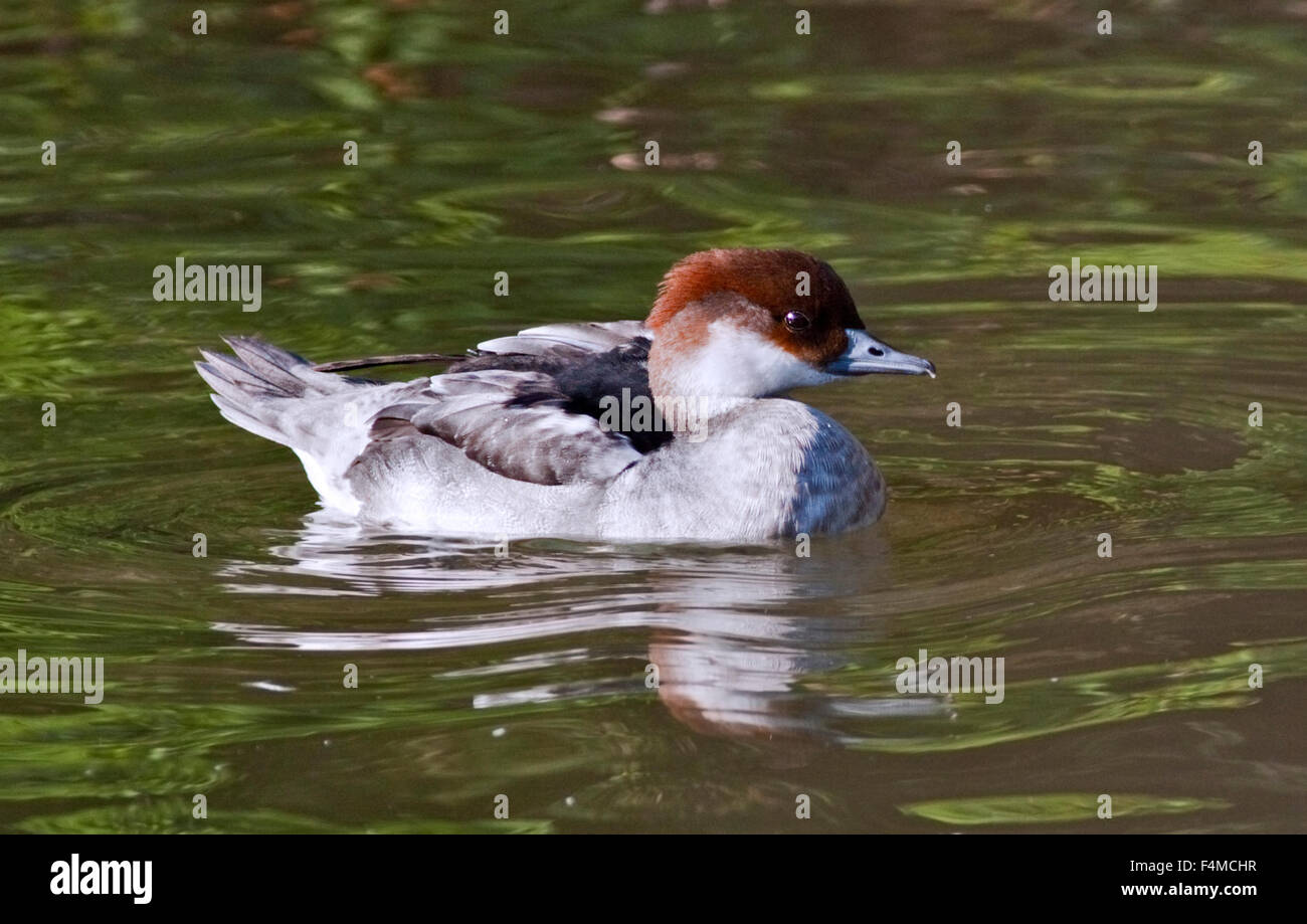 Smew Duck female (mergellus albellus Stock Photo - Alamy
