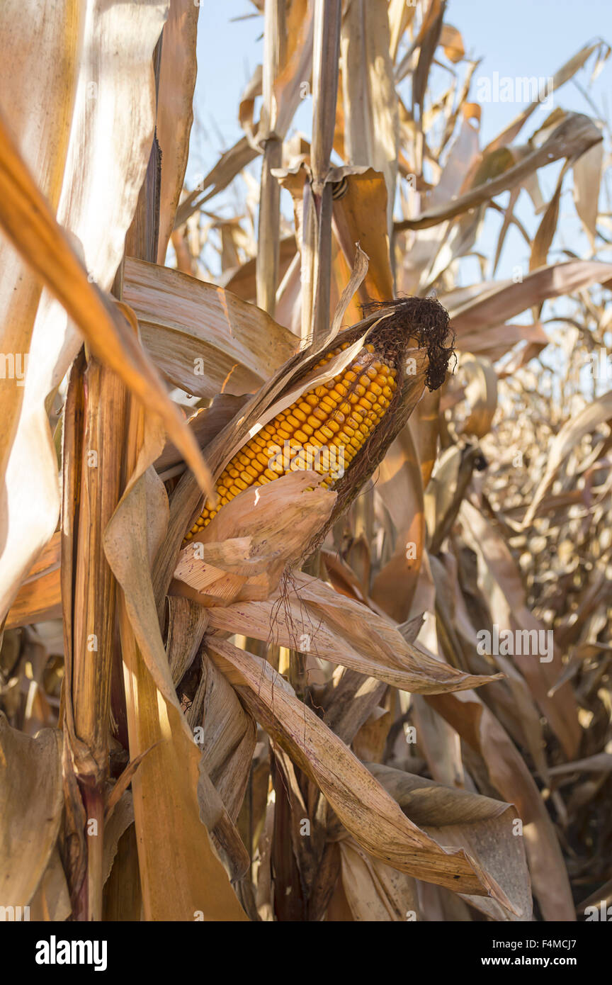 Yellow corn cob at field, agricultural concept. Selective focus Stock ...