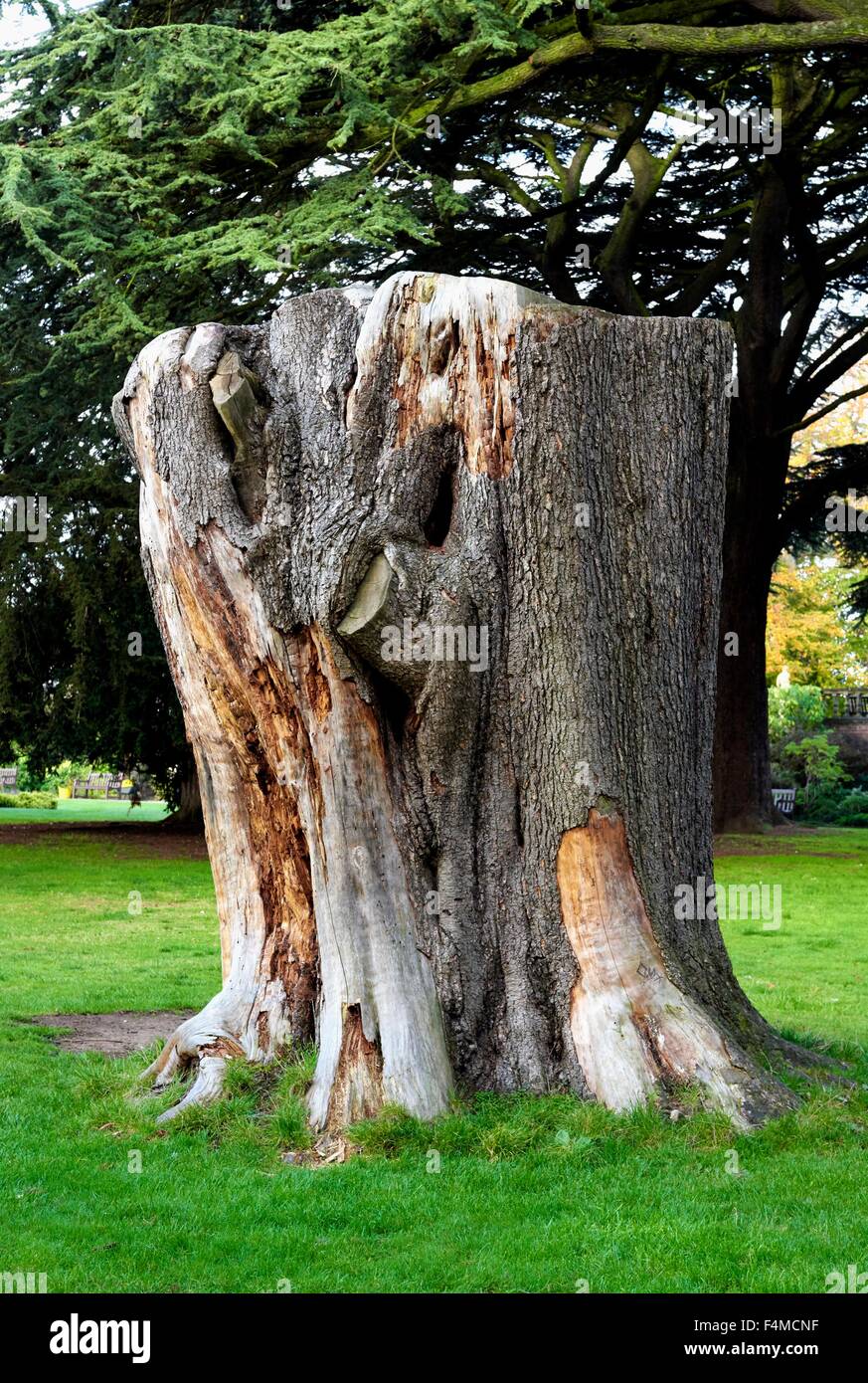 A big rotting tree stump in Wollaton park Nottingham England uk Stock ...