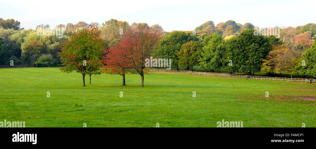 Autumn trees in Wollaton park Nottingham UK Stock Photo - Alamy