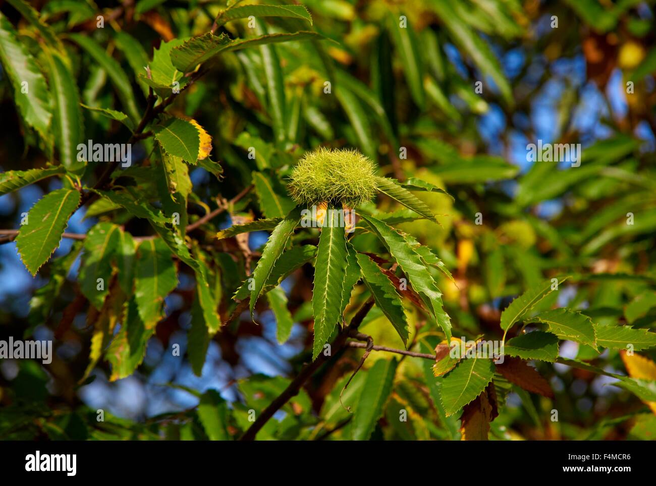 Leaves fruits chestnut tree hi-res stock photography and images - Alamy