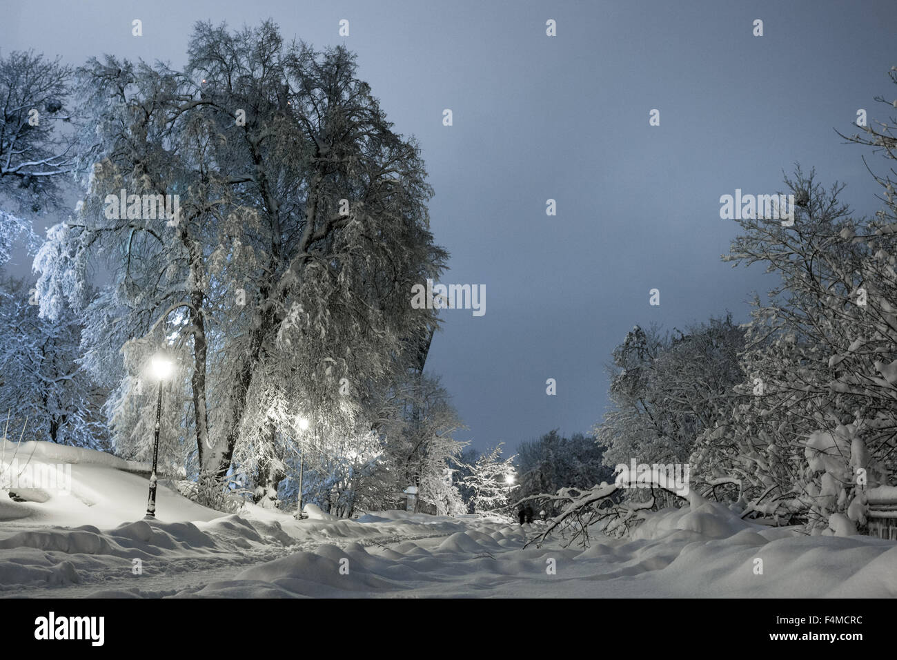 The trees are beautifully covered in snow in Kyiv, Ukraine Stock Photo ...