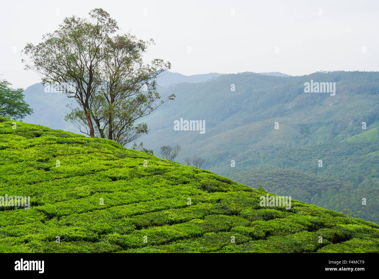 Trees of india hi-res stock photography and images - Alamy