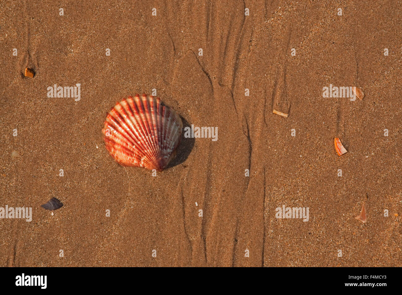 Queen scallop hi-res stock photography and images - Alamy