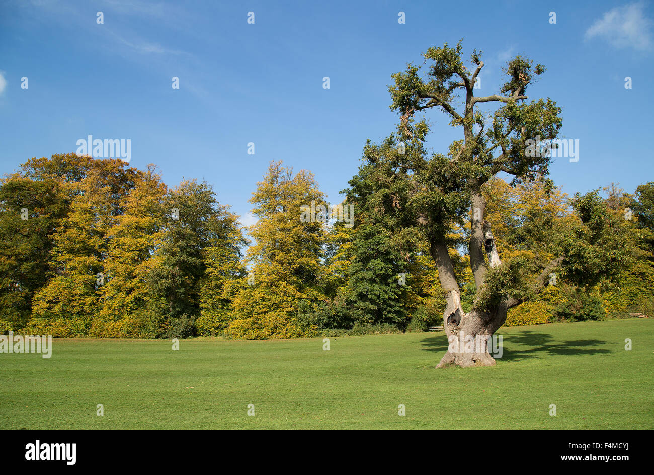Autumn trees in Lloyd Park Croydon Surrey UK Stock Photo - Alamy
