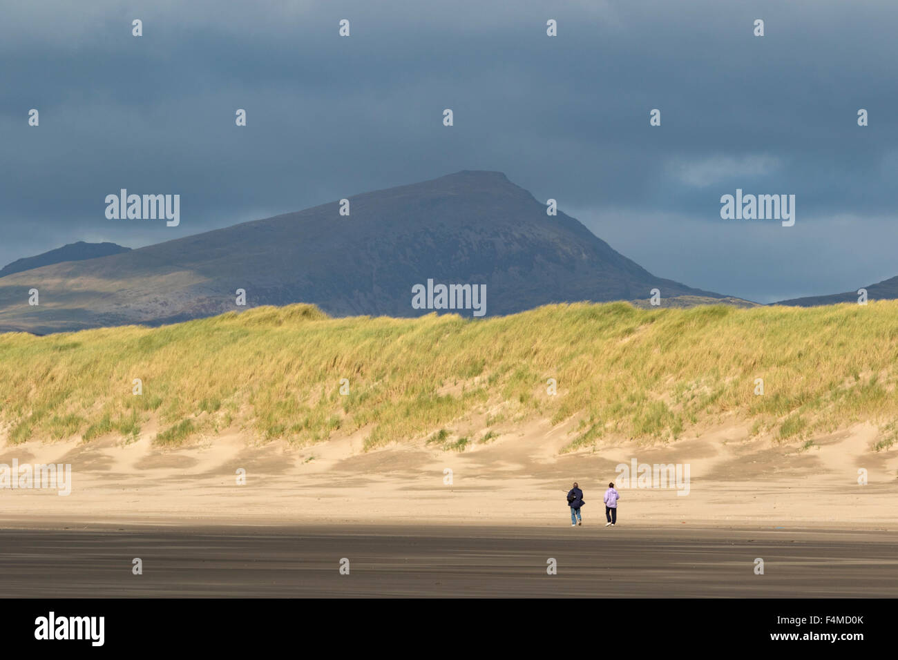 Walkers on Harlech Beach and sand dunes, Harlech, Gwynedd, Wales, UK ...